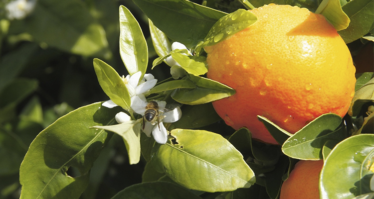 Orri consolida su posición como mandarina premium en la campaña 2024 ...
