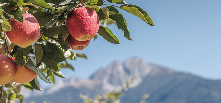 VOG, apuesta por las manzanas de cultivo ecológico durante todo el año ...